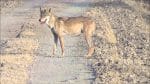 Indian Wolf - Facts, Size, Habitat, Diet, Lifespan, Pictures