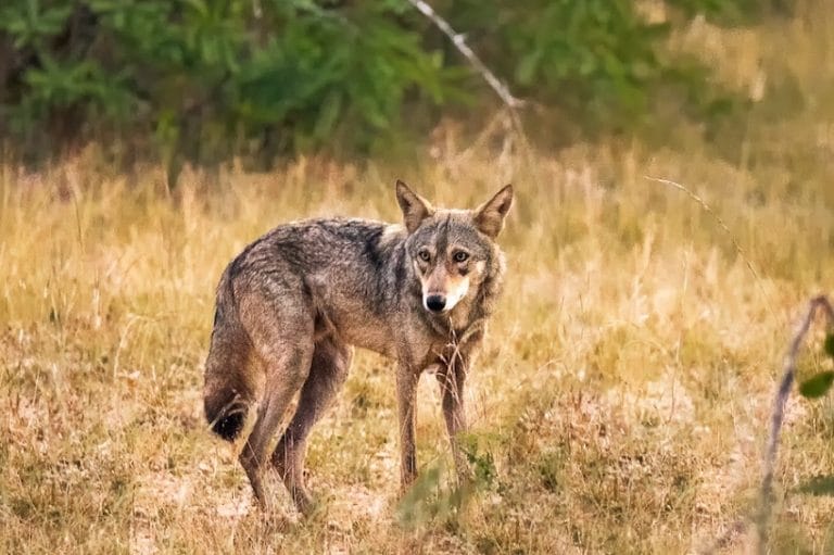 Indian Wolf - Facts, Size, Habitat, Diet, Lifespan, Pictures
