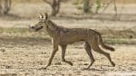 Indian Wolf - Facts, Size, Habitat, Diet, Lifespan, Pictures