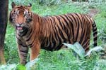 Sumatran Tiger - Facts, Range, Habitat, Diet, Lifespan, Images