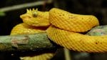 Eyelash Viper - Facts, Habitat, Diet, Life Cycle, Pictures