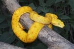 Eyelash Viper - Facts, Habitat, Diet, Life Cycle, Pictures