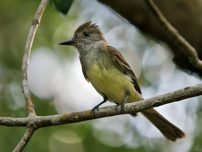 Great Crested Flycatcher - Facts, Habitat, Diet, Life Cycle, Pictures