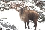 Himalayan Tahr - Facts, Habitat, Diet, Life Cycle, Pictures