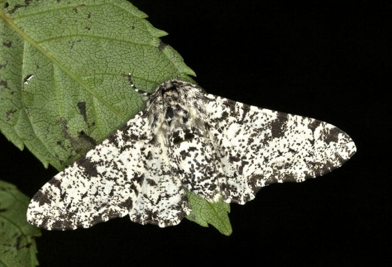 Peppered Moth - Facts, Habitat, Diet, Life Cycle, Pictures