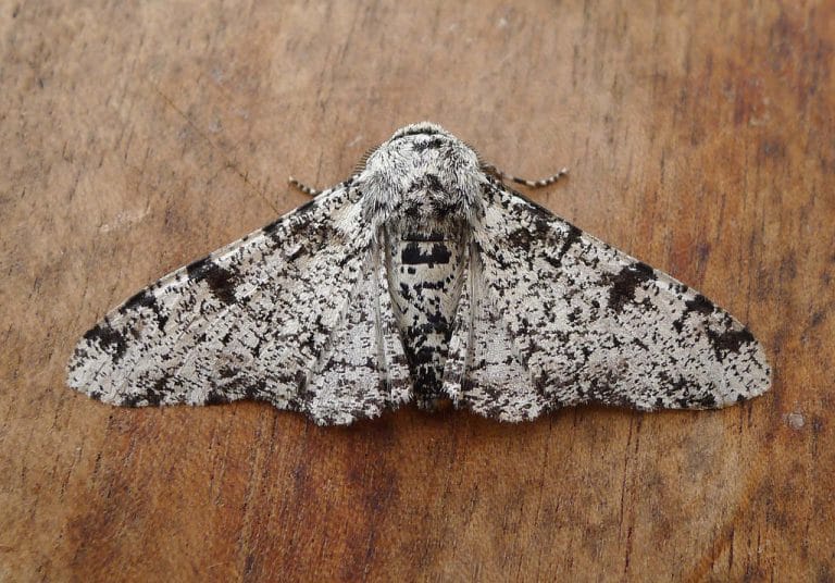 Peppered Moth - Facts, Habitat, Diet, Life Cycle, Pictures
