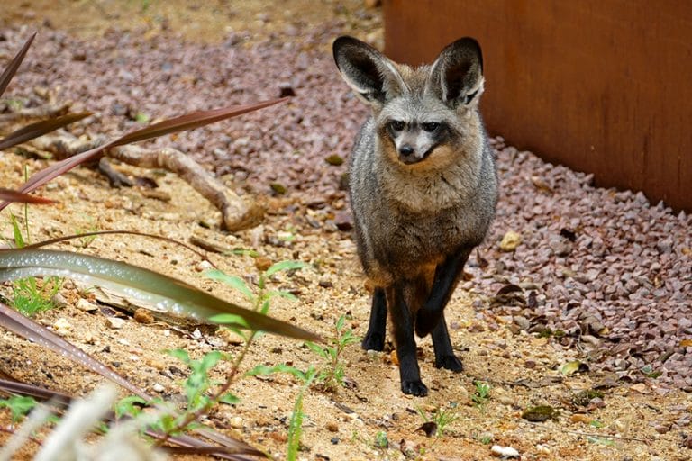 Bat-Eared Fox - Facts, Habitat, Diet, Life Cycle, Pictures