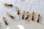 Ghost Ant - Facts, Habitat, Diet, Life Cycle, Pictures, and More