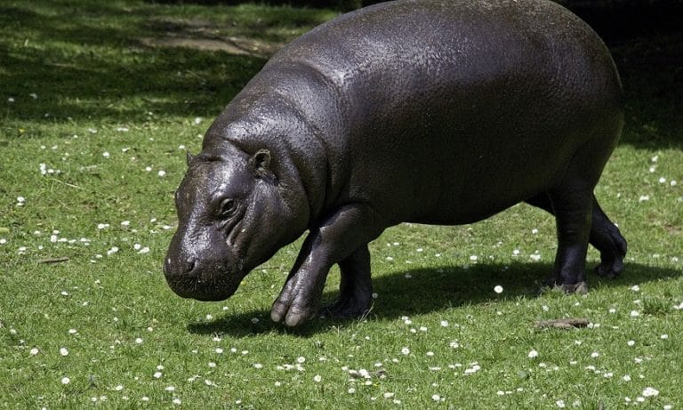 Pygmy Hippopotamus Facts Habitat Diet Life Cycle Pictures