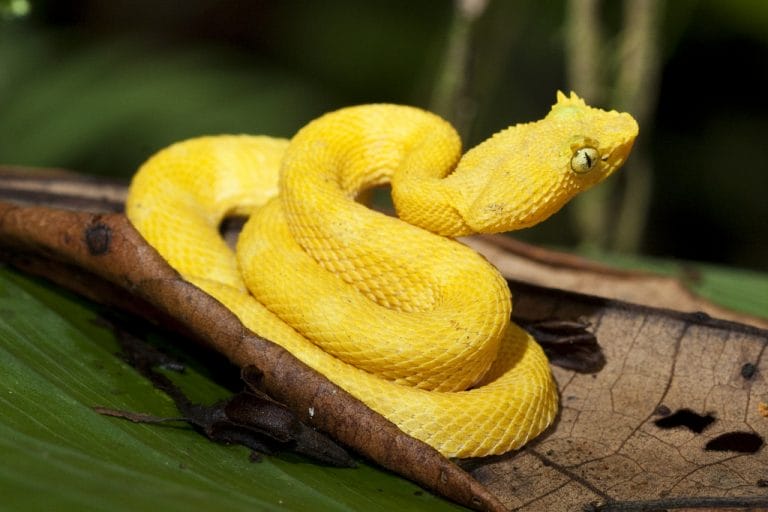 Eyelash Viper - Facts, Habitat, Diet, Life Cycle, Pictures