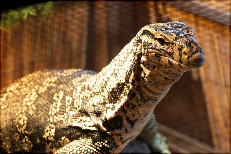 Asian Water Monitor - Facts, Habitat, Diet, Life Cycle, Pictures