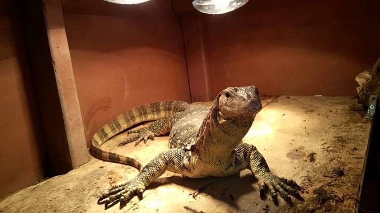 Asian Water Monitor - Facts, Habitat, Diet, Life Cycle, Pictures