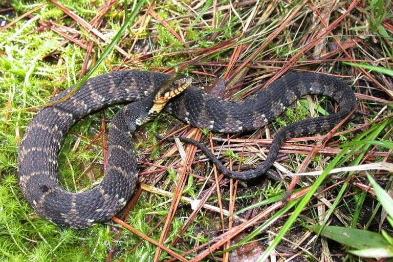 Banded Water Snake - Facts, Habitat, Diet, Life Cycle, Pictures