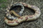 Banded Water Snake - Facts, Habitat, Diet, Life Cycle, Pictures