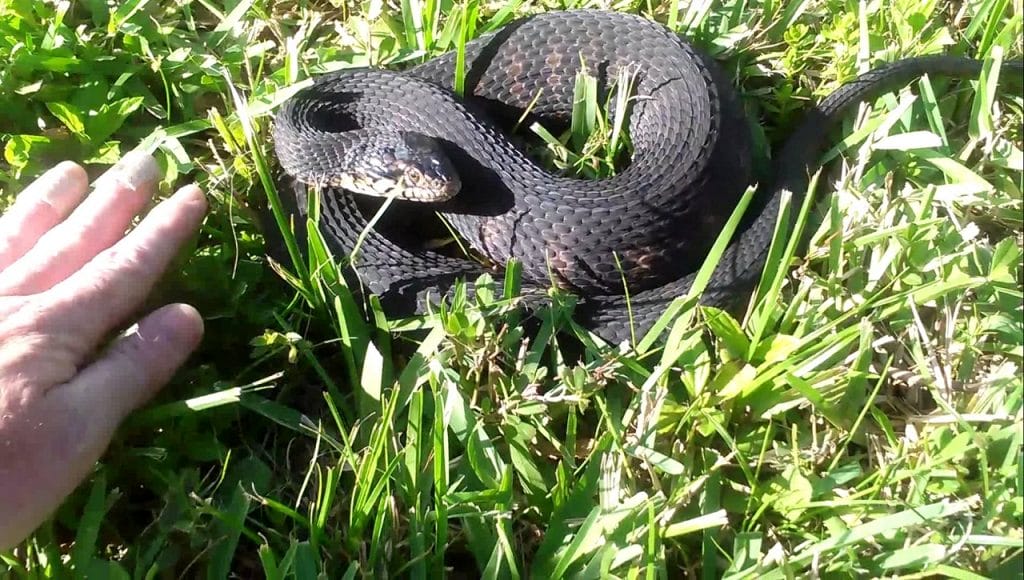 Banded Water Snake - Facts, Habitat, Diet, Life Cycle, Pictures