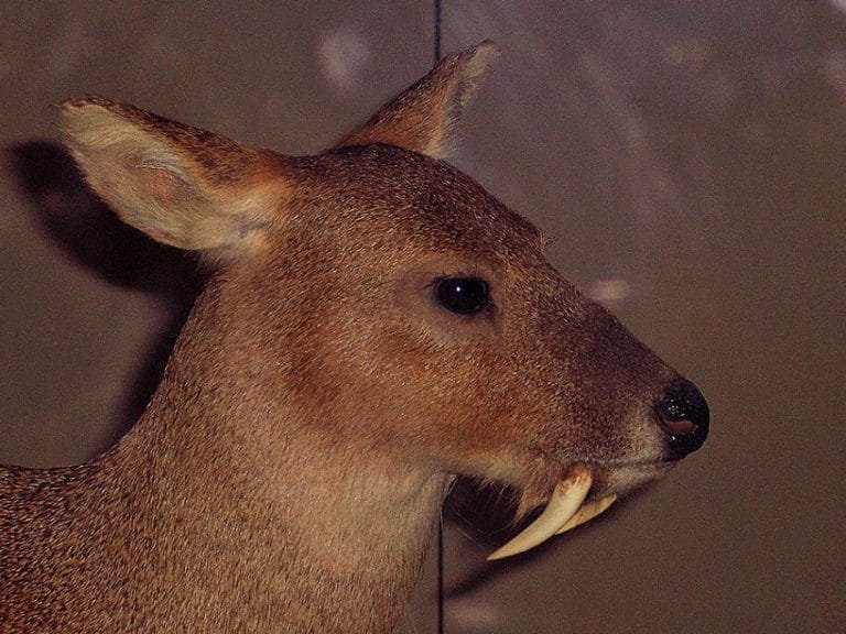 Chinese Water Deer - Facts, Habitat, Diet, Life Cycle, Pictures
