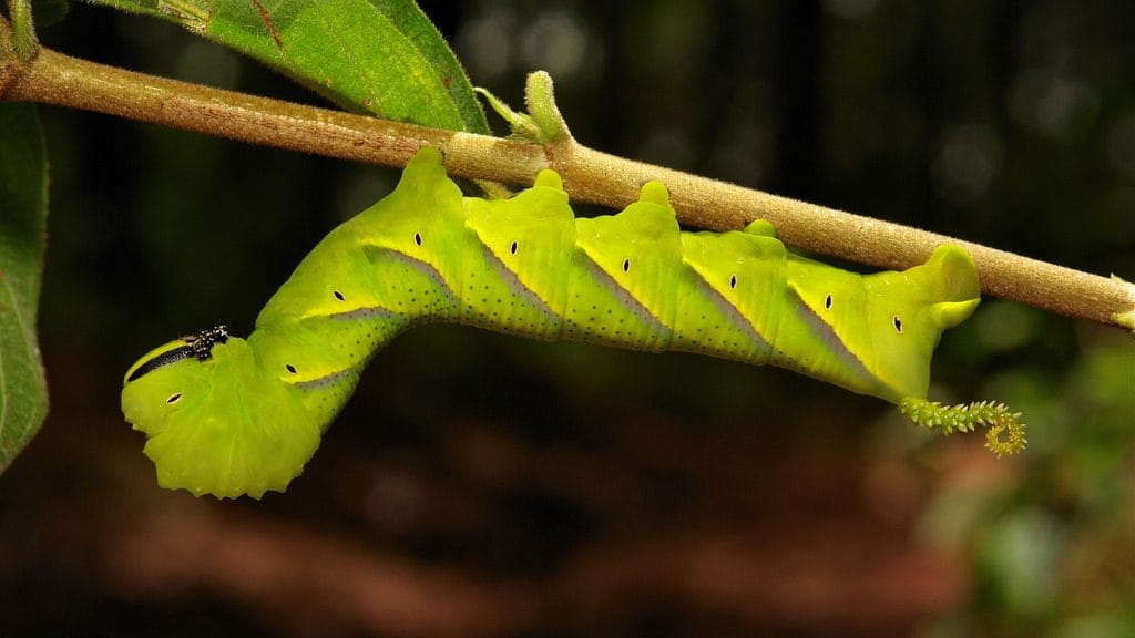 Death Head Moth (Death's-head Hawkmoth) - Facts, Pictures, and More