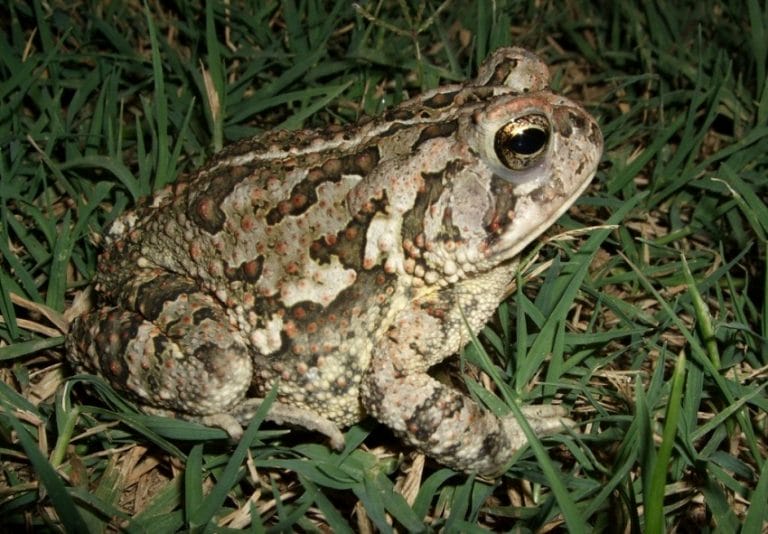 Fowler's Toad - Facts, Habitat, Diet, Life Cycle, Pictures