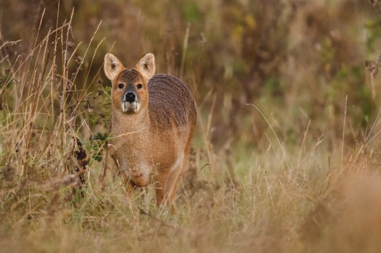 Chinese Water Deer - Facts, Habitat, Diet, Life Cycle, Pictures