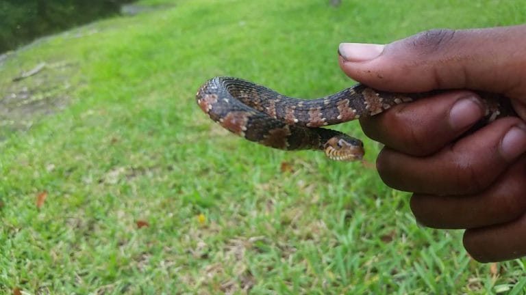 Banded Water Snake - Facts, Habitat, Diet, Life Cycle, Pictures