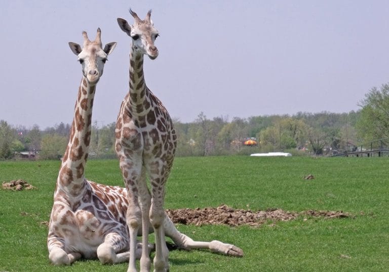 Best Funny Giraffe Memes That Had Us Laughing Out Loud