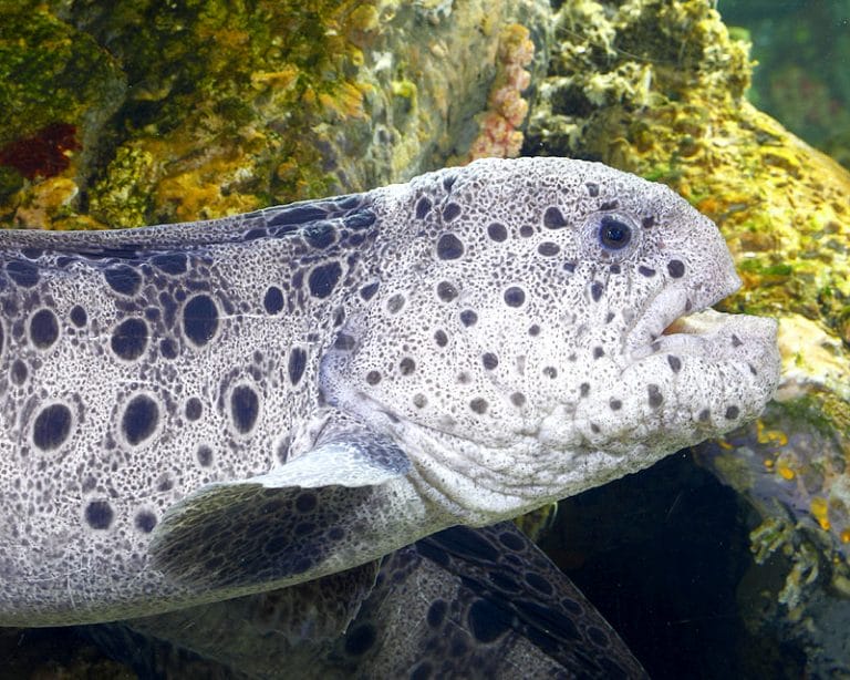 Carnivorous Animals – Facts, List, Pictures, Chart, and More