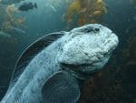 Wolf Eel - Facts, Habitat, Diet, Life Cycle, Pictures, and More