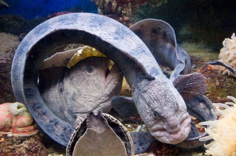 Wolf Eel - Facts, Habitat, Diet, Life Cycle, Pictures, and More