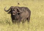 Cape Buffalo - Facts, Habitat, Diet, Life Cycle, Pictures, and More