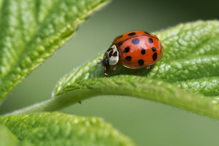 Asian Lady Beetle - Facts, Habitat, Diet, Life Cycle, Pictures