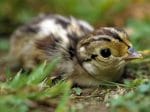 Ringneck Pheasant - Facts, Habitat, Diet, Life Cycle, Pictures