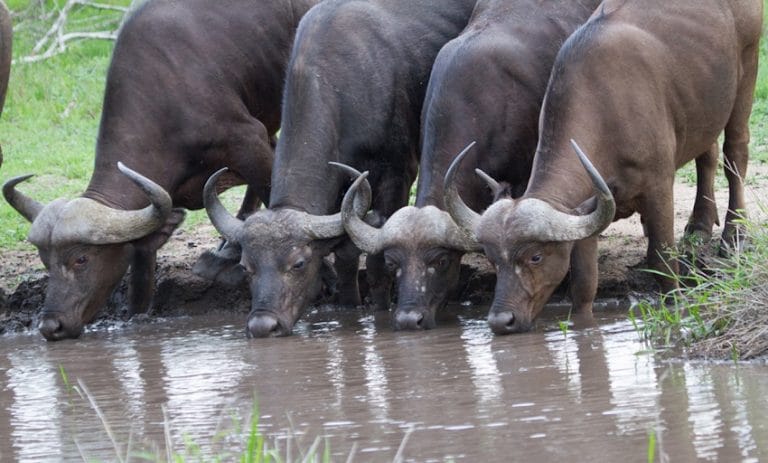 Cape Buffalo - Facts, Habitat, Diet, Life Cycle, Pictures, and More