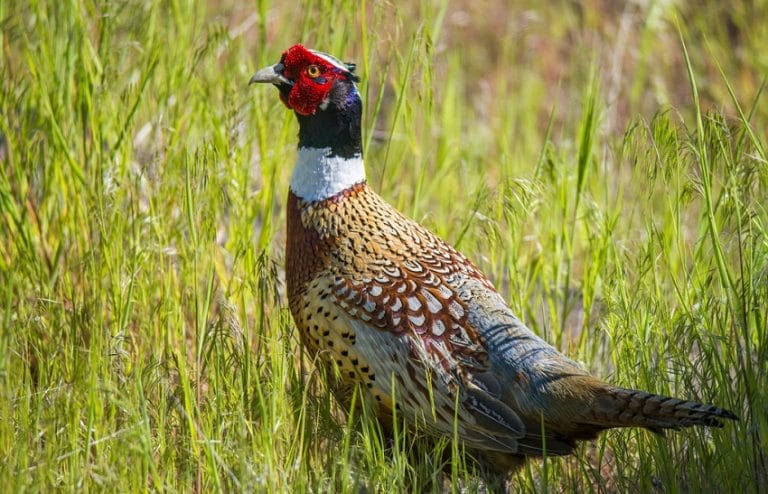 Ringneck Pheasant - Facts, Habitat, Diet, Life Cycle, Pictures