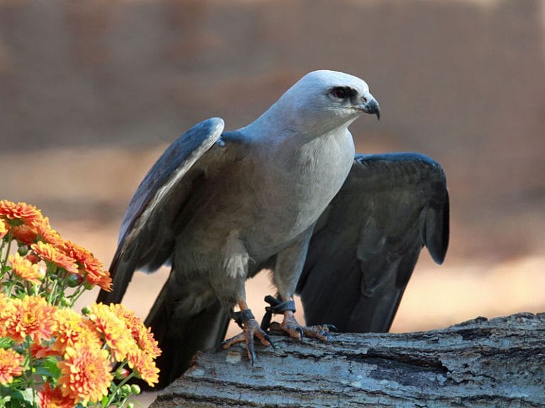 Mississippi Kite - Facts, Habitat, Diet, Life Cycle, Pictures