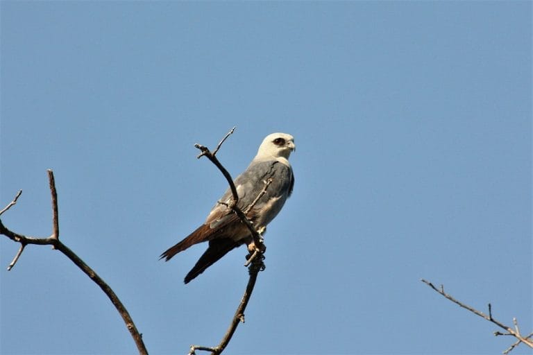 Mississippi Kite - Facts, Habitat, Diet, Life Cycle, Pictures