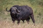 Cape Buffalo - Facts, Habitat, Diet, Life Cycle, Pictures, and More