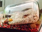 Red Claw Crab - Facts, Habitat, Diet, Life Cycle, Pictures