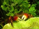 Red Claw Crab - Facts, Habitat, Diet, Life Cycle, Pictures