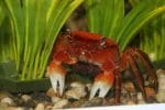 Red Claw Crab - Facts, Habitat, Diet, Life Cycle, Pictures