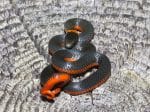Ringneck Snake - Facts, Habitat, Diet, Life Cycle, Pictures
