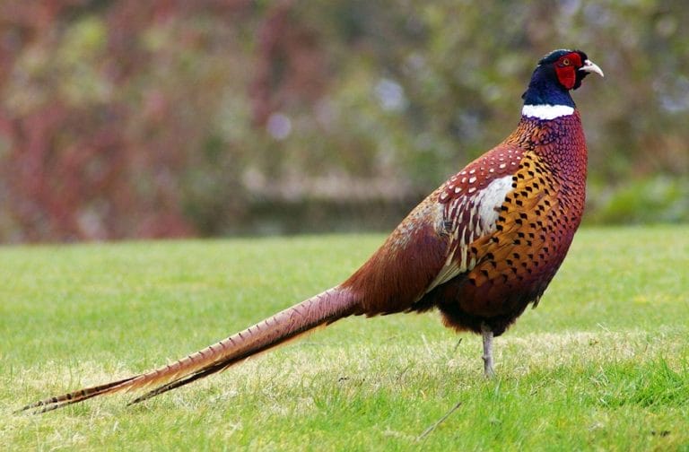 Ringneck Pheasant - Facts, Habitat, Diet, Life Cycle, Pictures