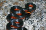 Ringneck Snake - Facts, Habitat, Diet, Life Cycle, Pictures