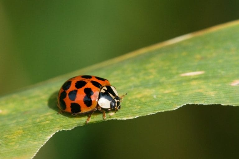 Asian Lady Beetle - Facts, Habitat, Diet, Life Cycle, Pictures