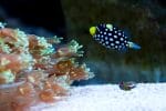 Clown Triggerfish - Facts, Habitat, Diet, Life Cycle, Pictures