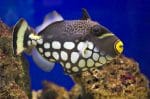 Clown Triggerfish - Facts, Habitat, Diet, Life Cycle, Pictures