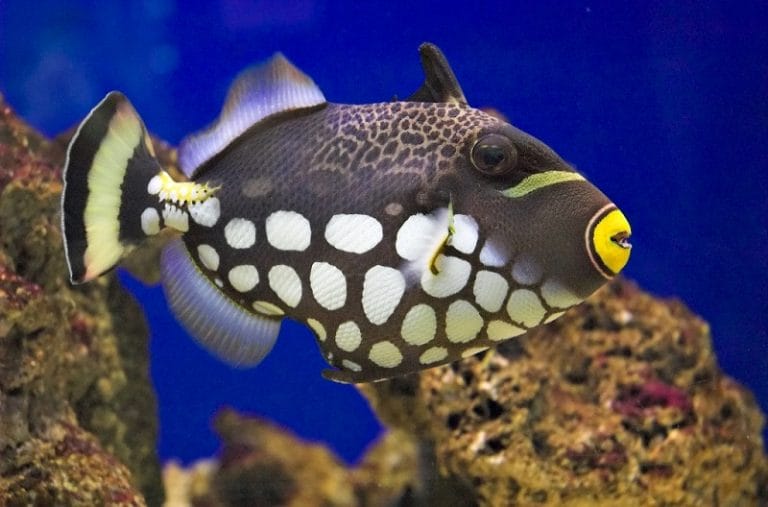 Clown Triggerfish - Facts, Habitat, Diet, Life Cycle, Pictures
