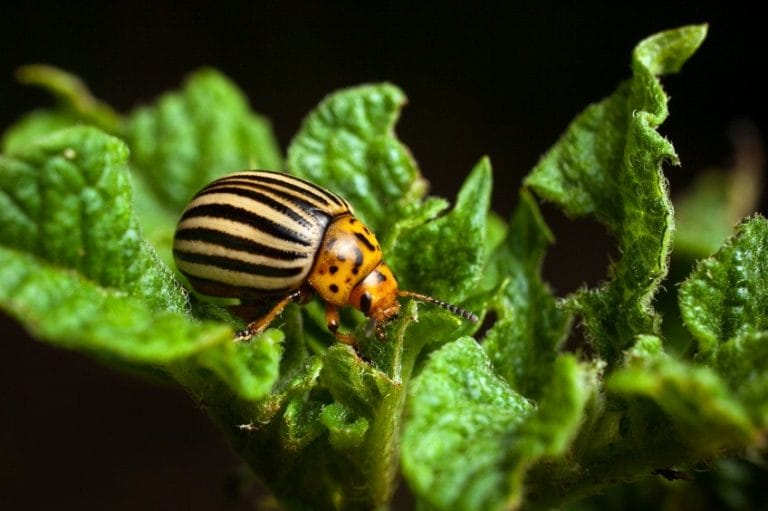 Asian Lady Beetle - Facts, Habitat, Diet, Life Cycle, Pictures