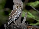 Elf Owl - Facts, Habitat, Diet, Life Cycle, Pictures, and More