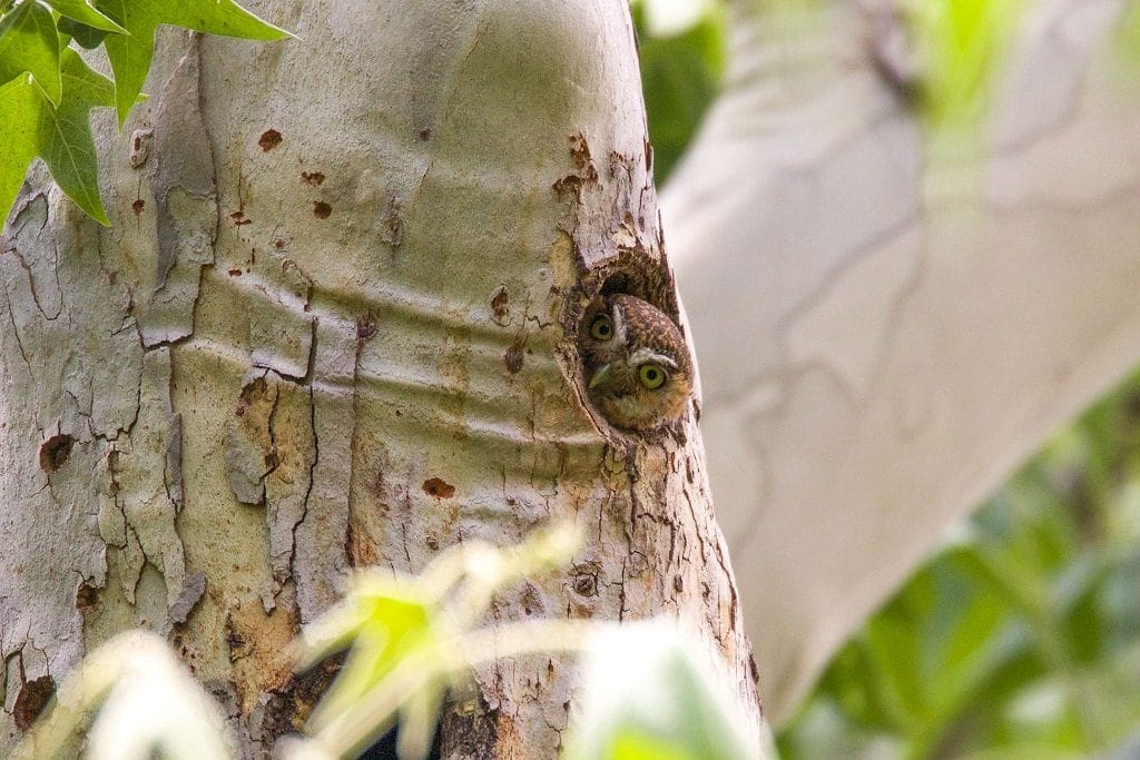 Elf Owl - Facts, Habitat, Diet, Life Cycle, Pictures, and More