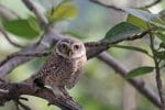 Elf Owl - Facts, Habitat, Diet, Life Cycle, Pictures, and More